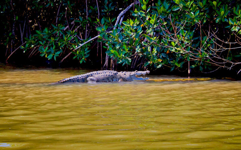 Descubriendo la Selva de los Tuxtlas: Fauna y Flora de Veracruz ...